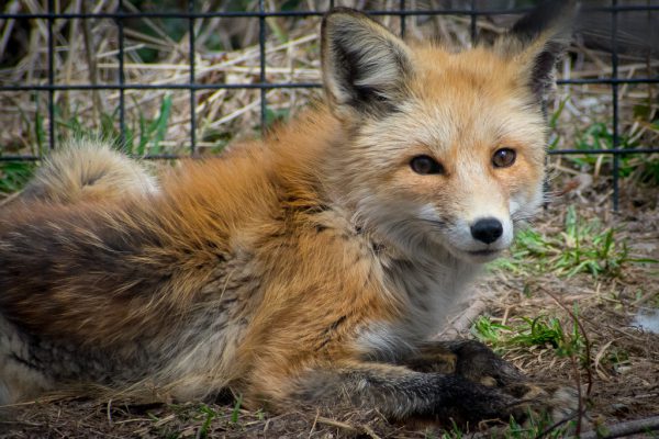 Zoo Idaho - Red Fox Fact Sheet