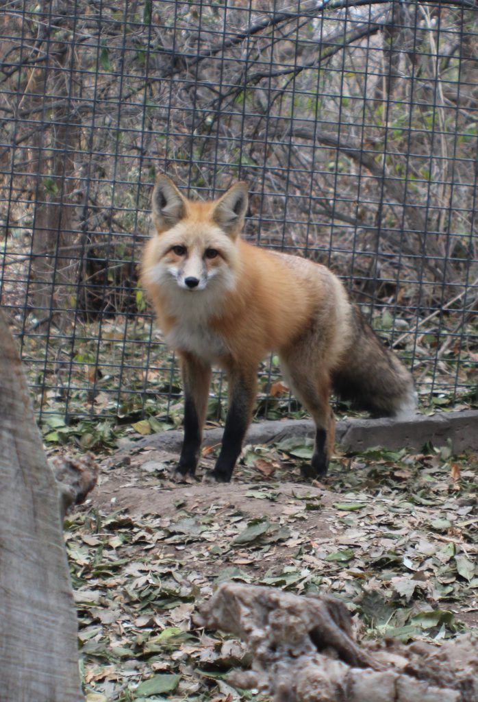 Zoo Idaho - Red Fox Fact Sheet